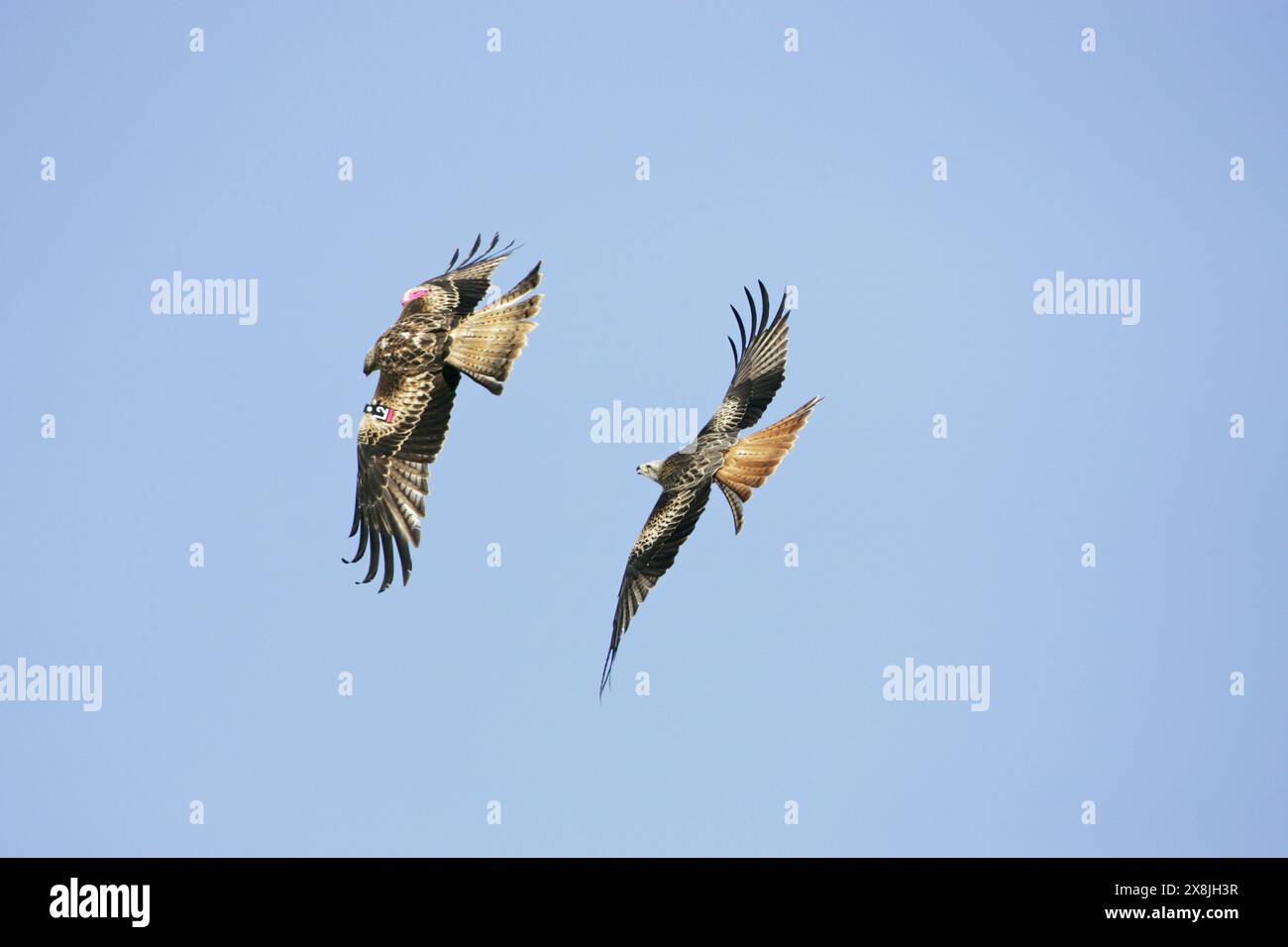 Red kite Mivus milvus in flight at Gigrin Farm kite feeding station ...