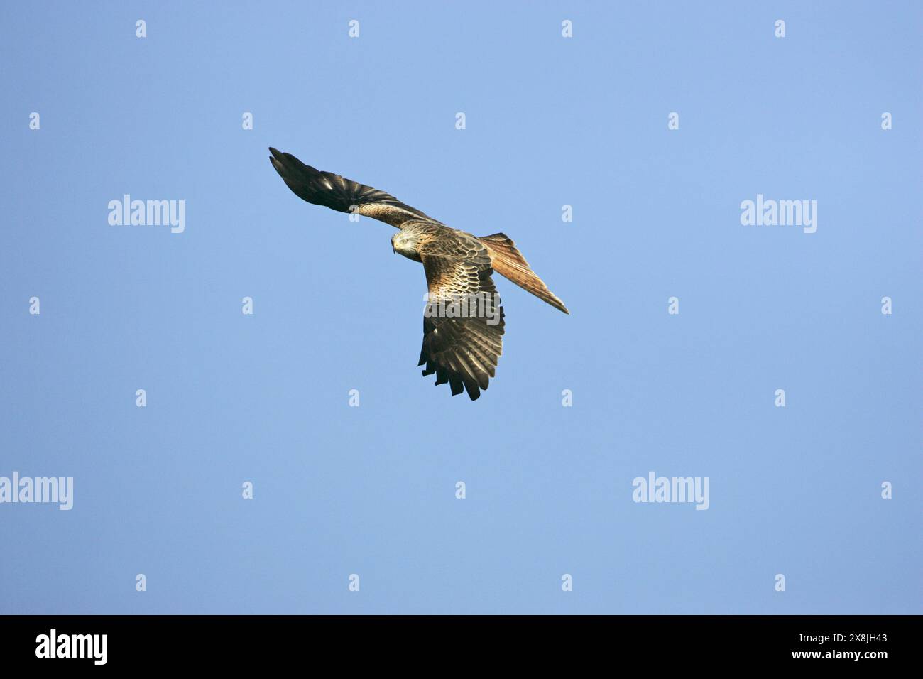 Red kite Mivus milvus in flight at Gigrin Farm kite feeding station ...