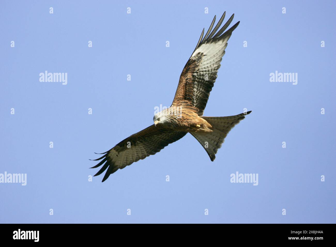 Red kite Mivus milvus in flight at Gigrin Farm kite feeding station ...