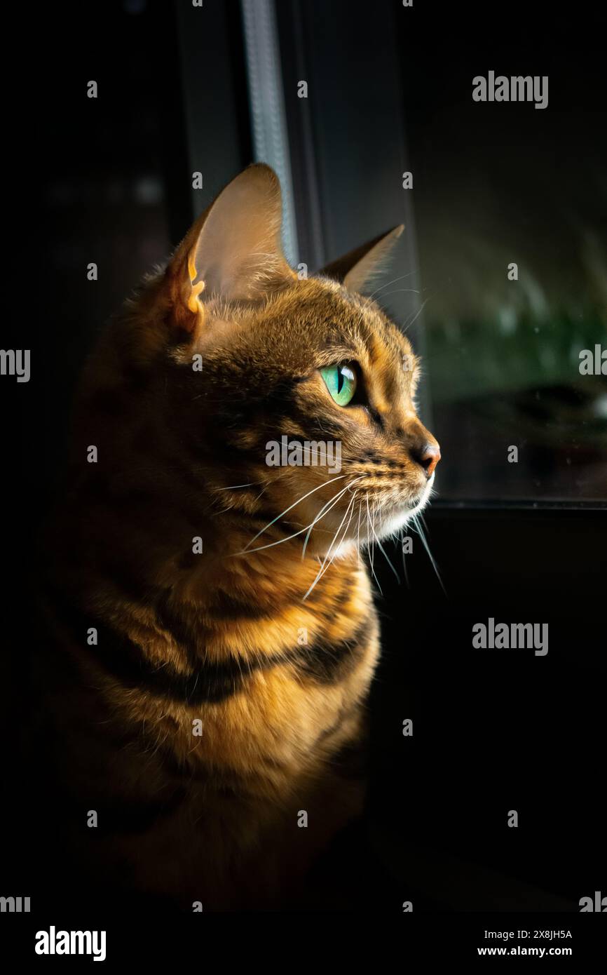 Bengal cat looking through a window with deep green eyes Stock Photo ...