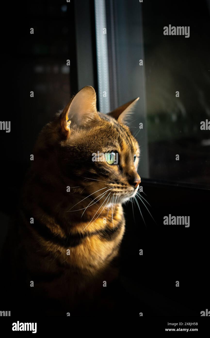 Bengal cat looking through a window with deep green eyes Stock Photo ...