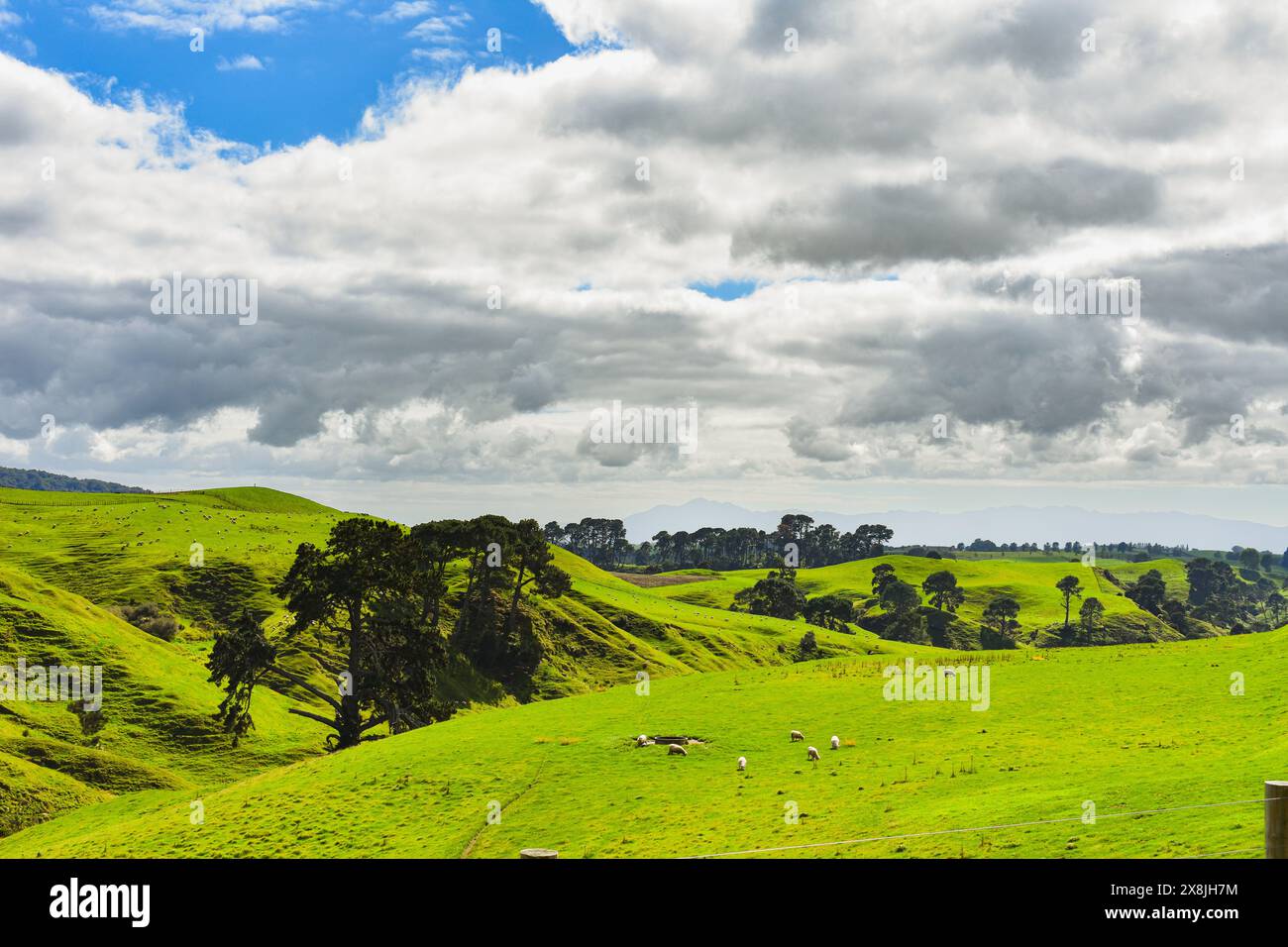 Green landscape in New Zealand close to Matamata Stock Photo - Alamy