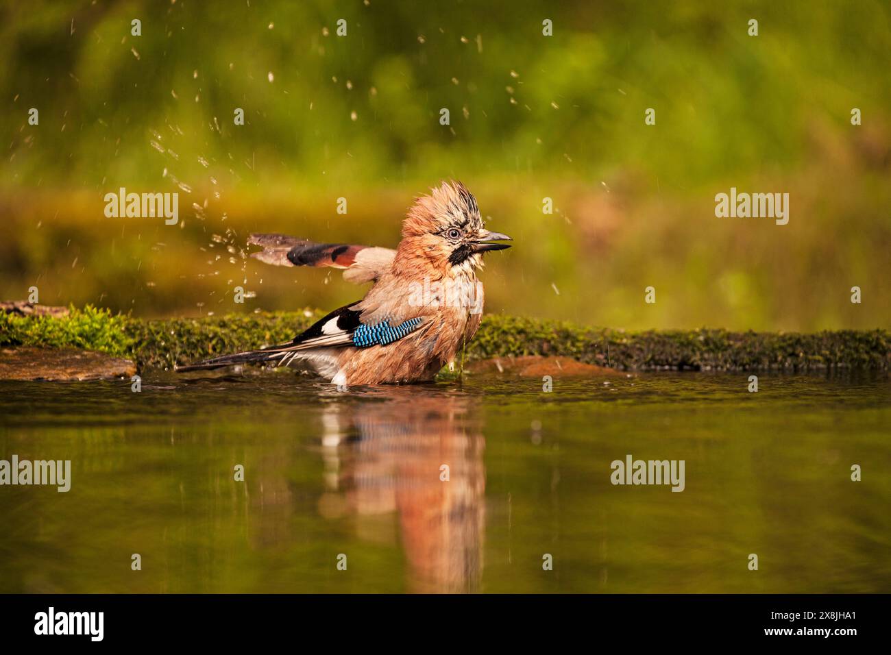 Eurasian jay Garrulus glandarius bathing in drinking pool near ...