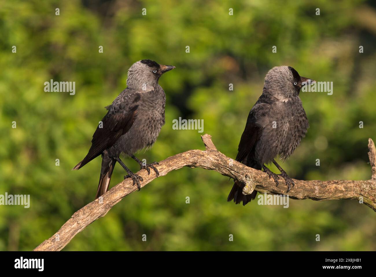 Western jackdaw Corbus monedula pair perched on a dead branch near ...
