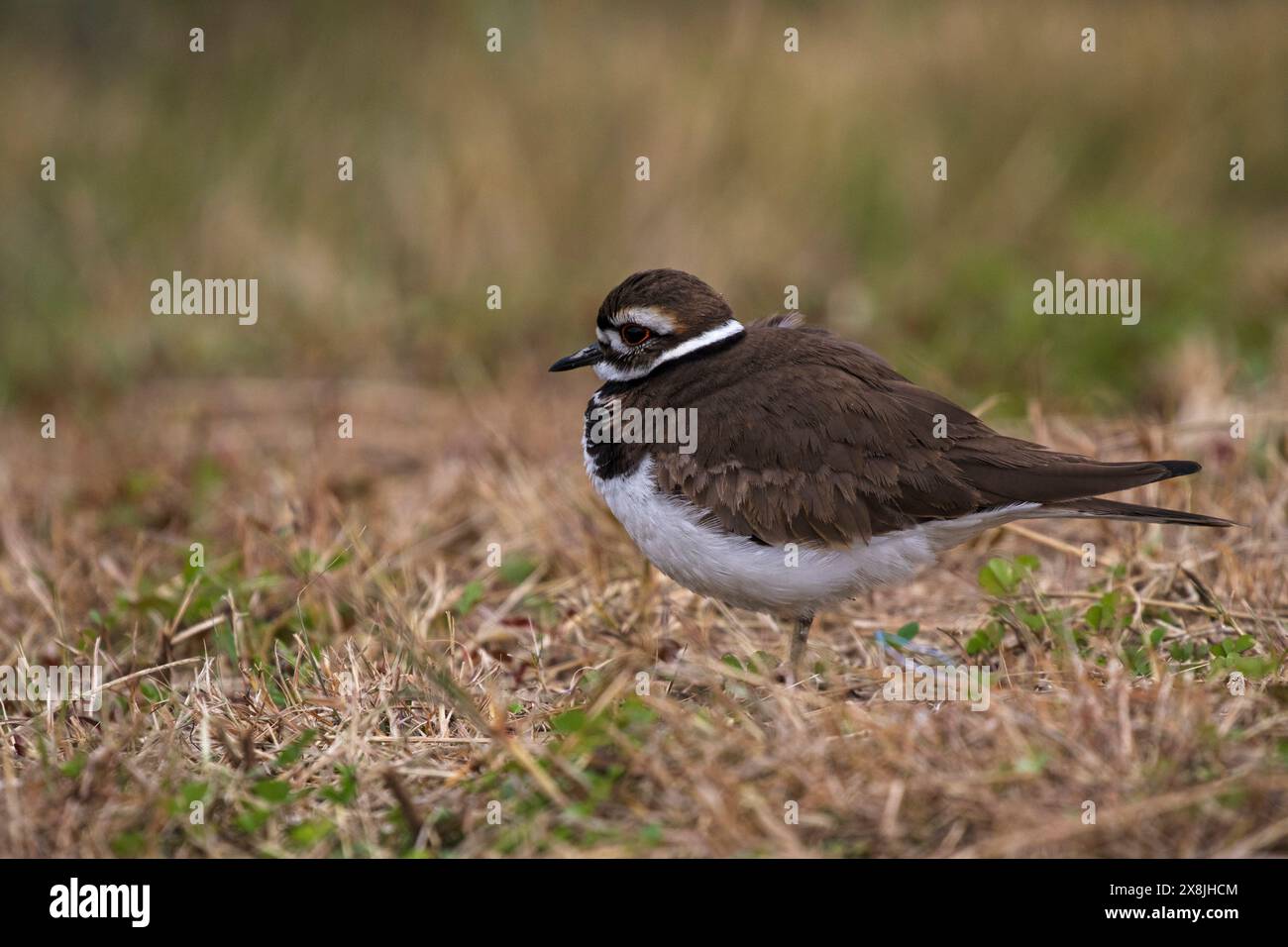 Killdeer Charadrius vociferus on roadside grassland, Anahuac National ...