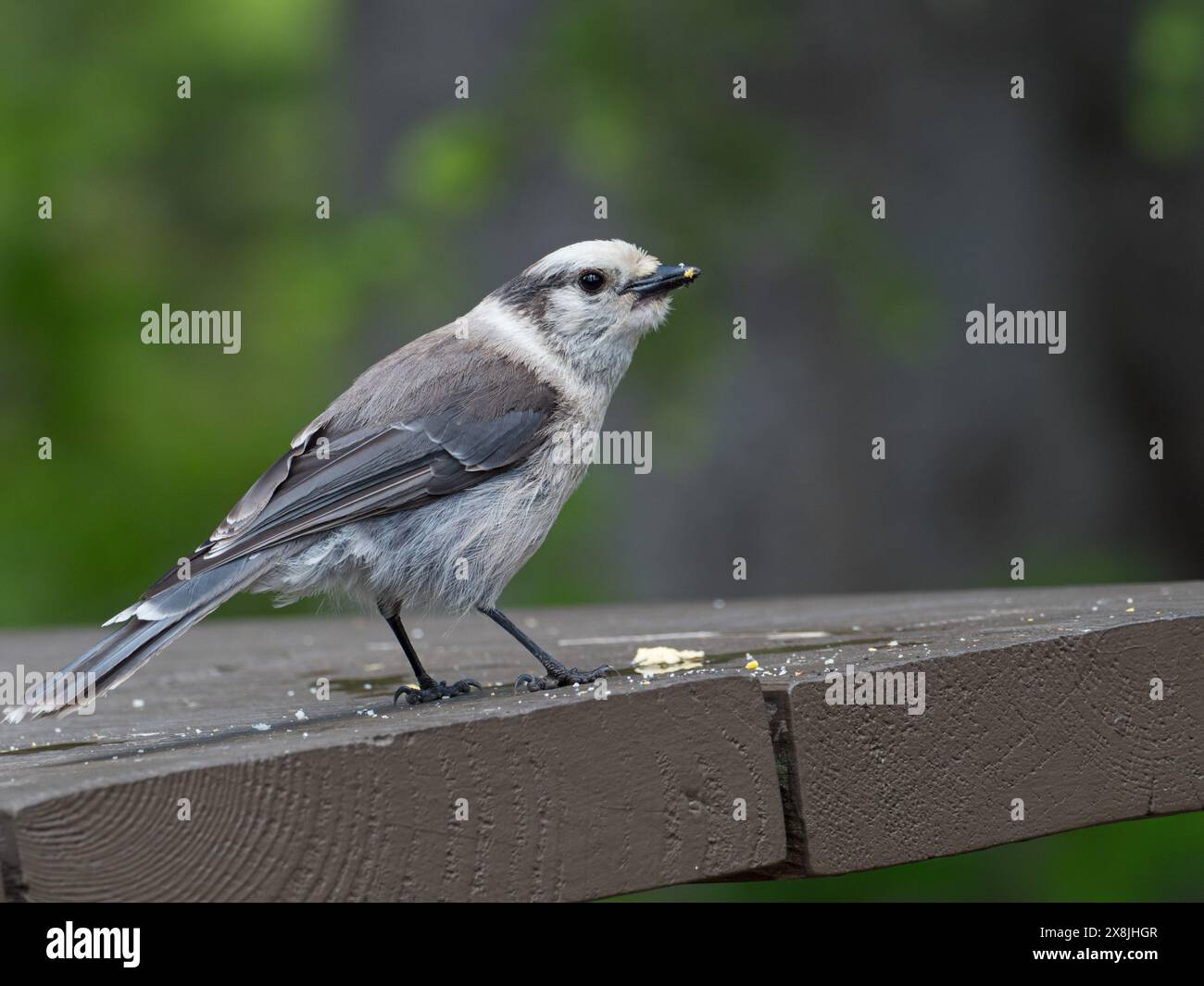 Gray jay Perisoreus canadensis on a picnic table, Leigh Lake Trailhead ...