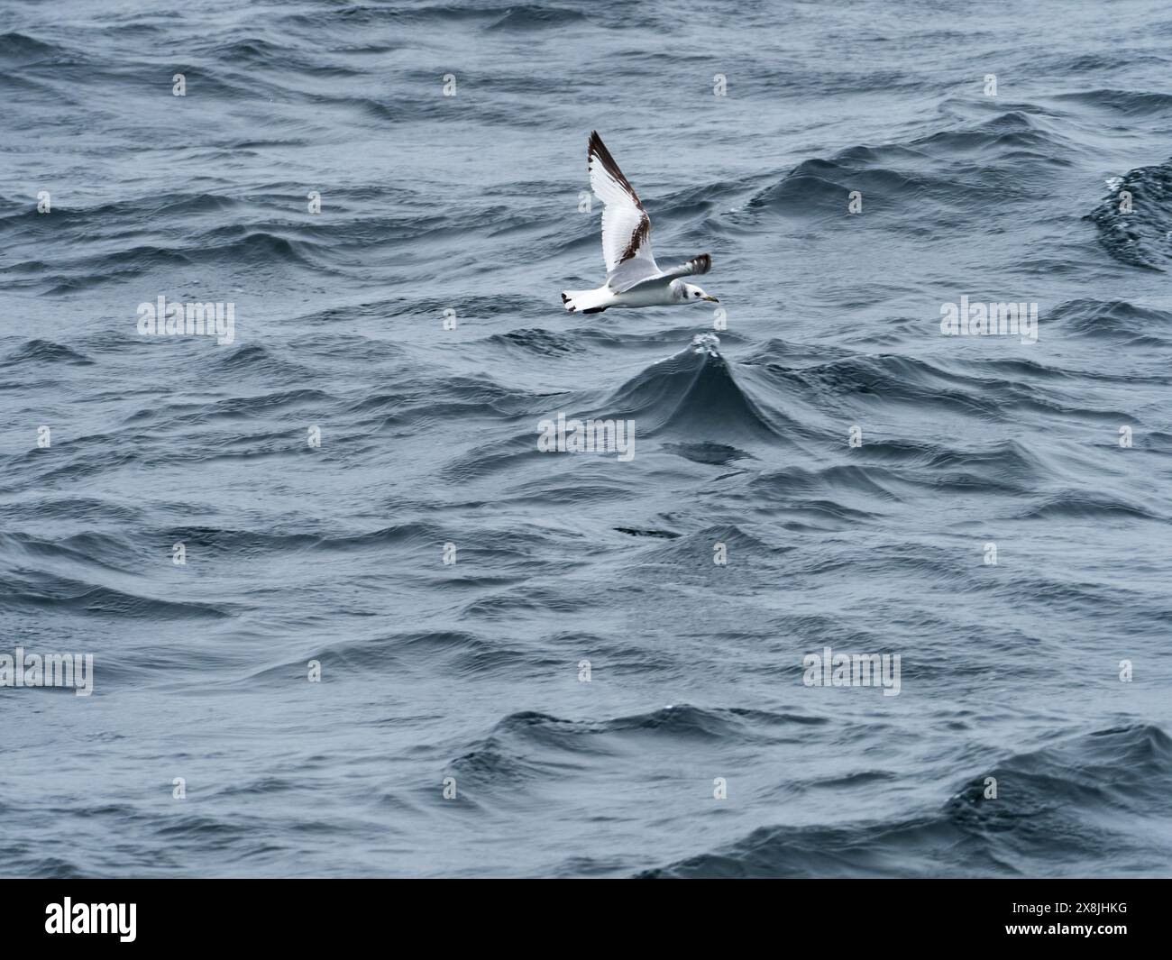 Black-legged kittiwake Rissa tridactyla juvenile flying over the sea ...