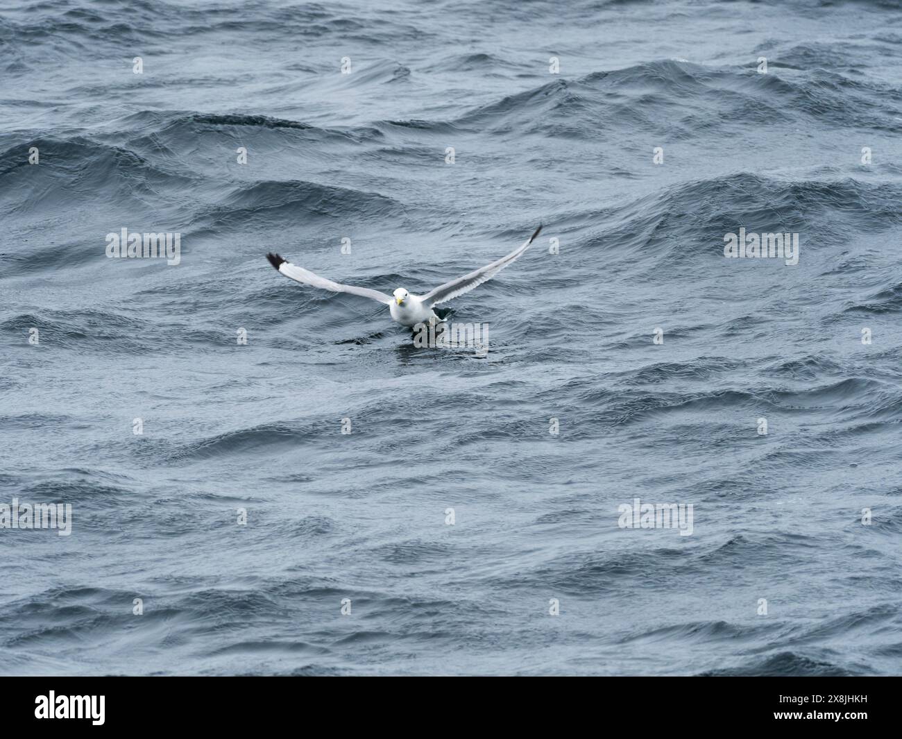 Black-legged kittiwake Rissa tridactyla adult flying over the sea, The ...