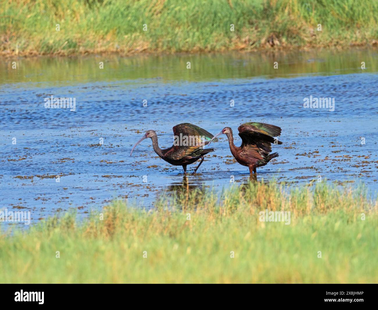 White-faced ibis Plegadis chihi landing at the edge of a saltmarsh ...