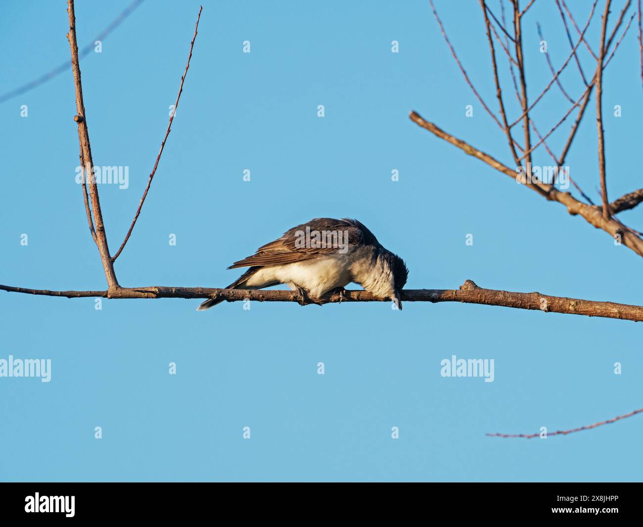 Eastern kingbird Tyrannus tyrannus perched in a dead tree, Hillsdale ...