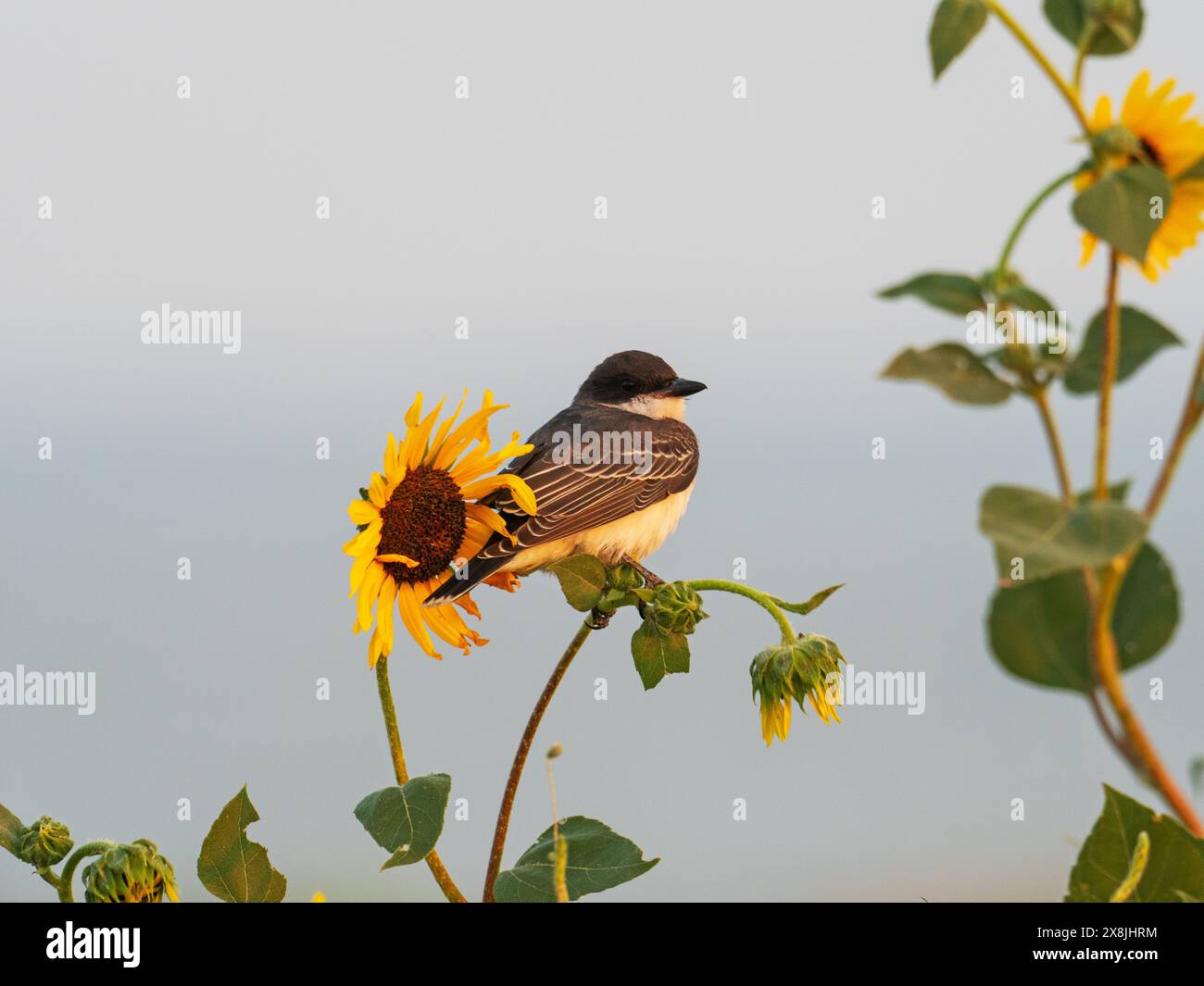 Eastern kingbird Tyrannus tyrannus perched on Dark-eyed sunflower ...