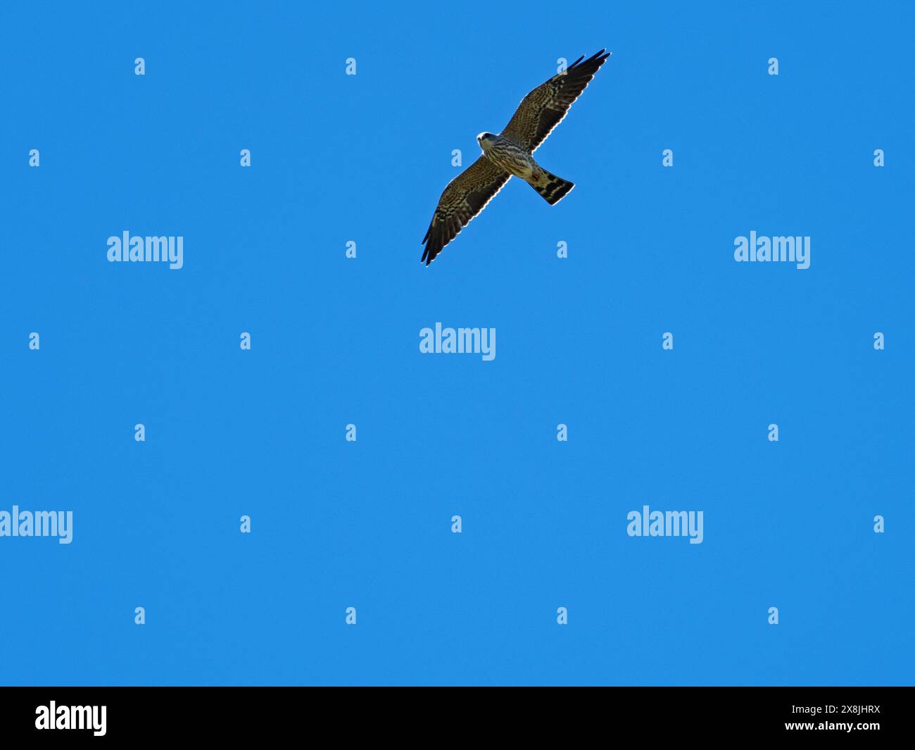 Mississippi kite Ictinia mississippiensis in flight over Marais de Cygne National Wildlife ...