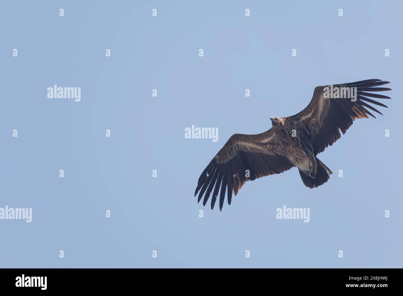 Himalayan vulture (Gyps himalayensis) or Himalayan griffon vulture, an ...