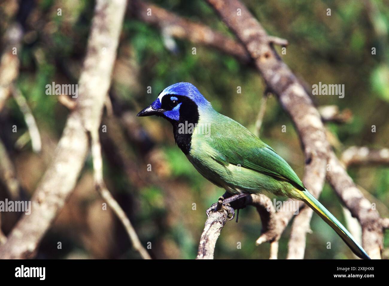 Green jay Cyanocorax yncas adult perched in a tree, Laguna Atascosa ...