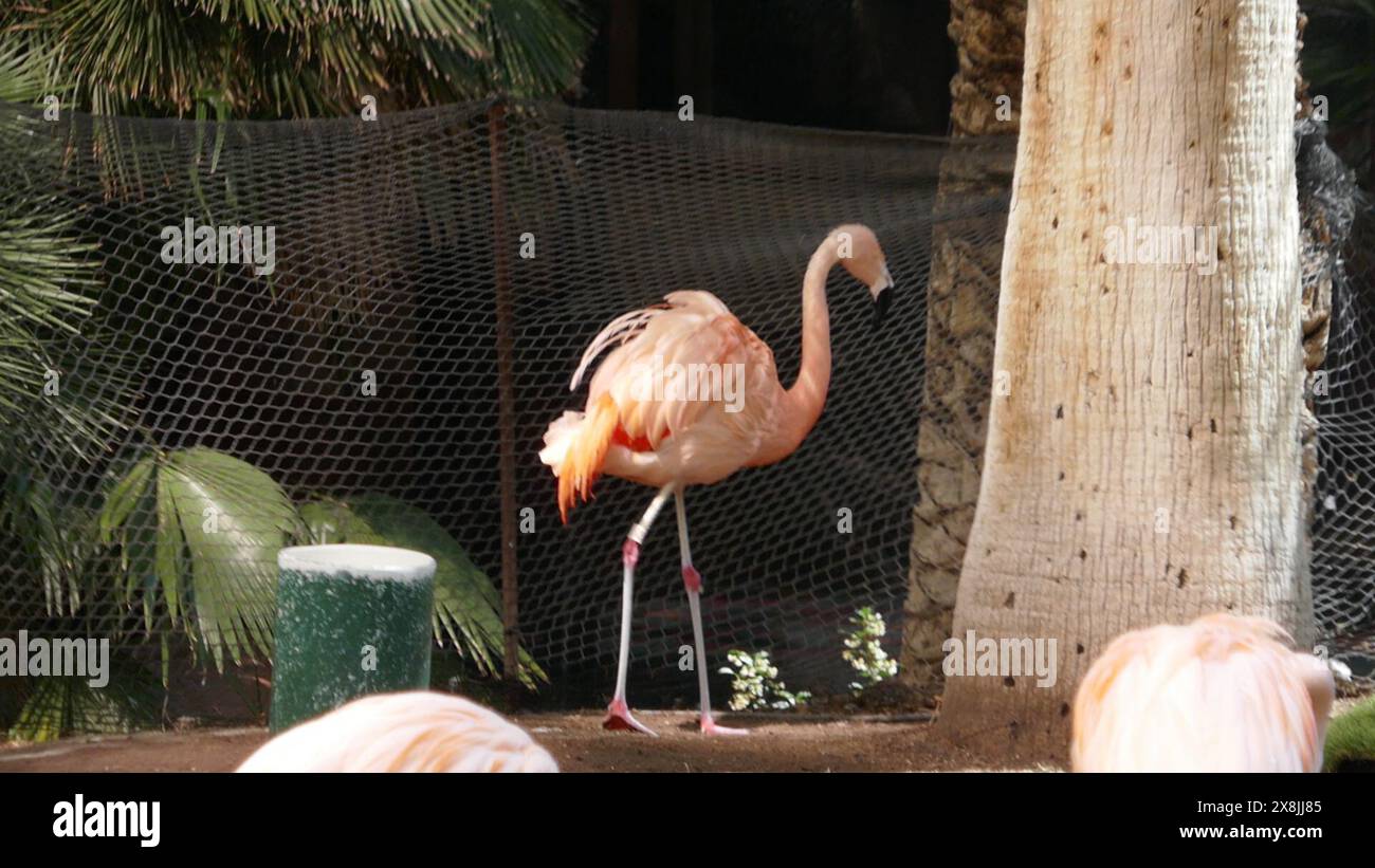 Las Vegas, Nevada, USA 15th May 2024 Flamibngos in Wildlife Habitat at ...