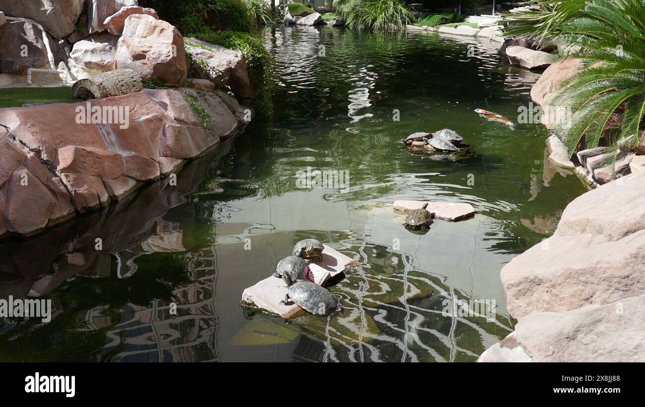 Las Vegas, Nevada, USA 15th May 2024 Turtles in Wildlife Habitat at The ...