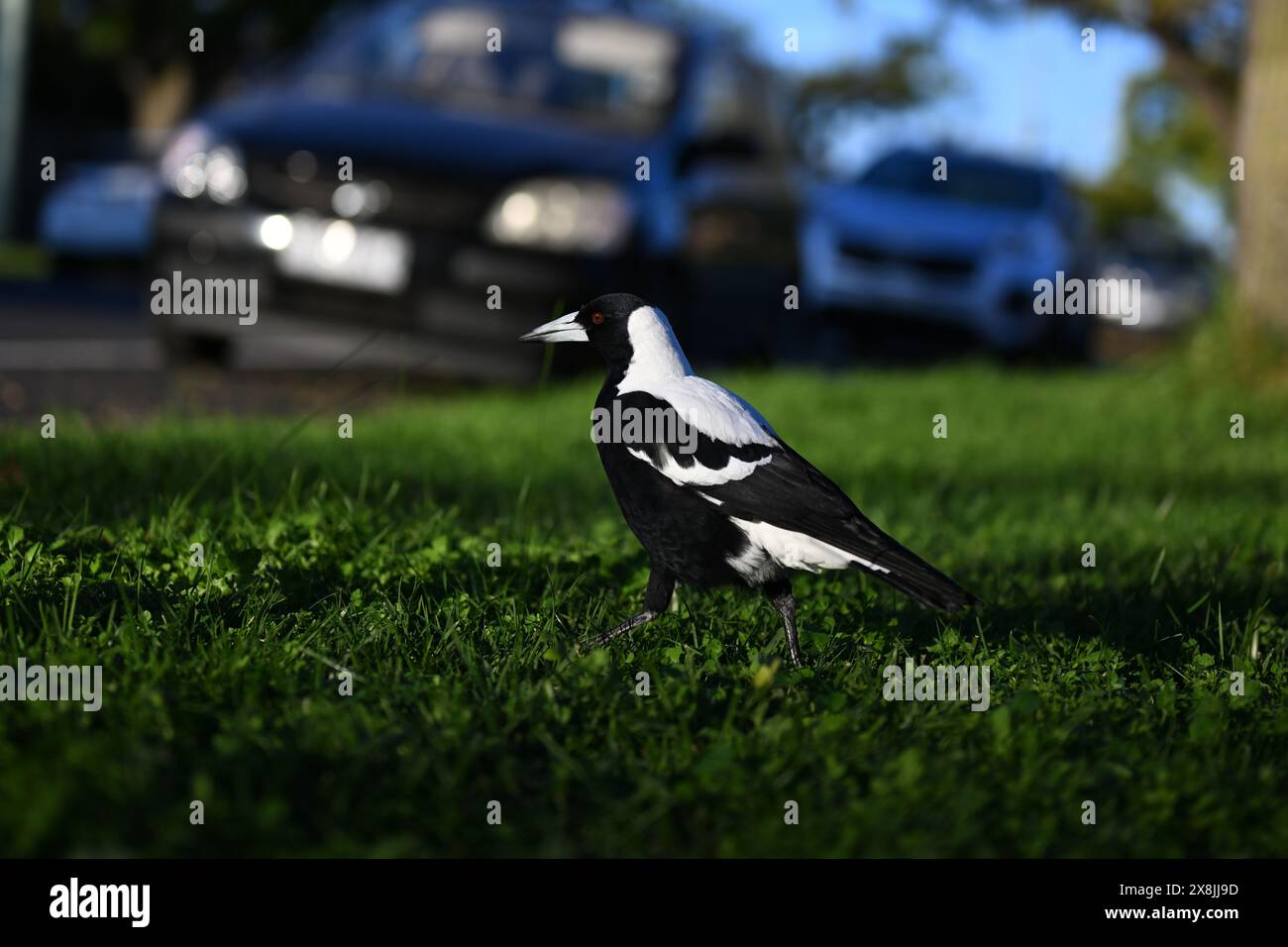 Male Australian magpie walking along a lush green nature strip in the ...