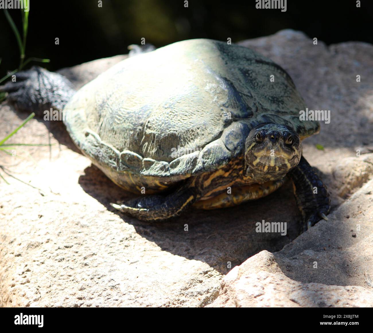 Okavango Mud Turtle (Pelusios bechuanicus) basking by a pond : (Pix ...