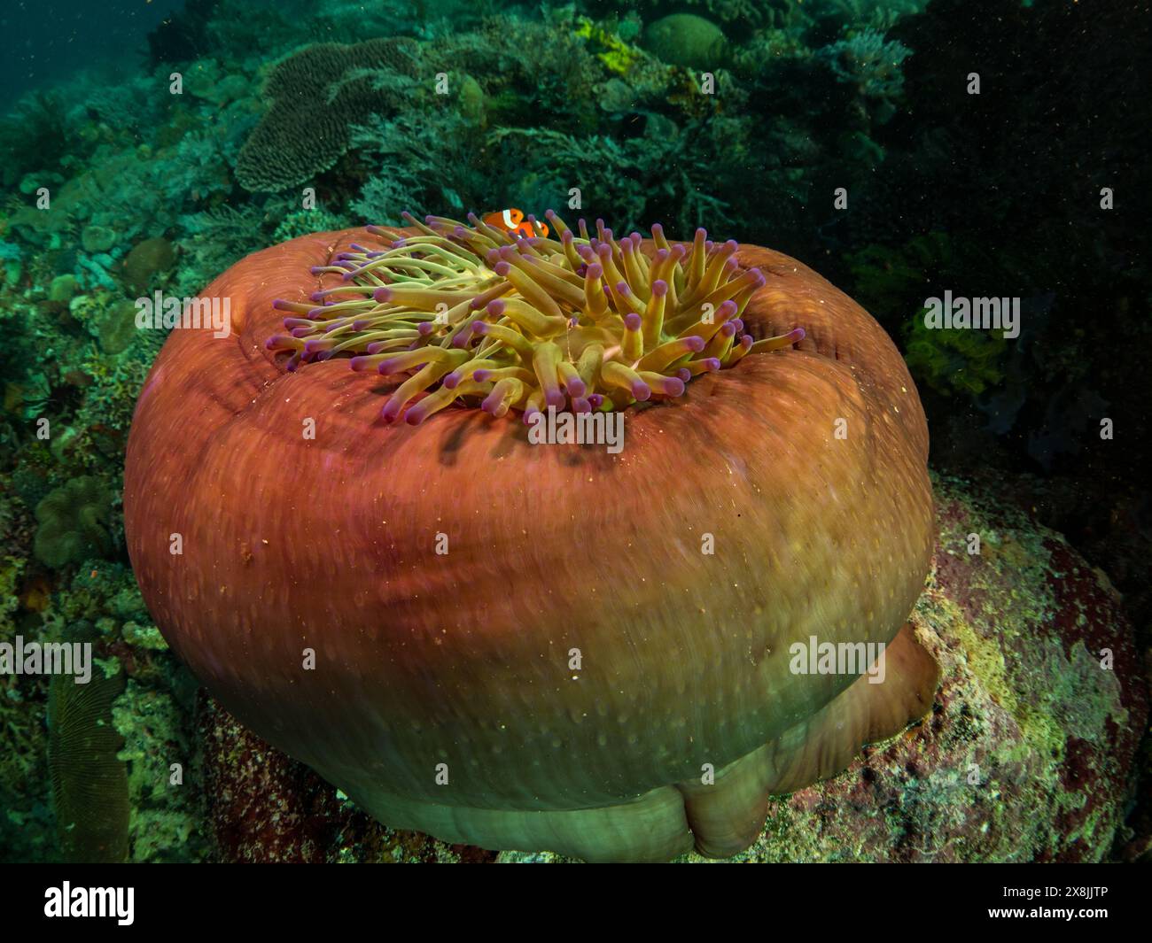 False clown fish, Amphiprion ocellaris, in a magnificent anemone, Pink ...
