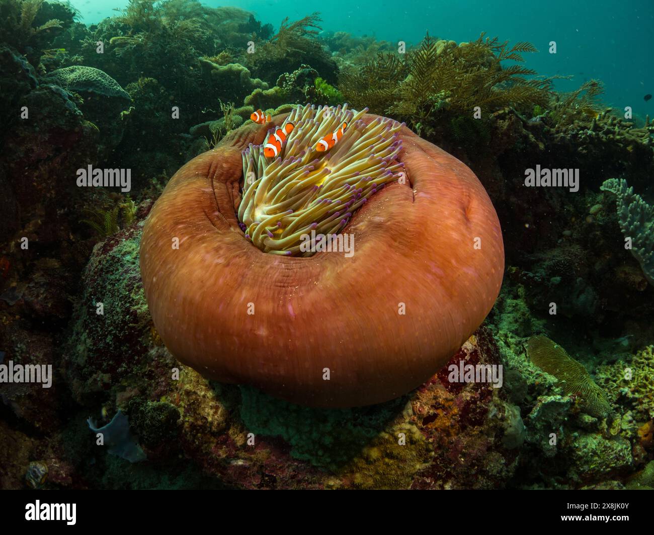 False clown fish, Amphiprion ocellaris, in a magnificent anemone, Pink ...