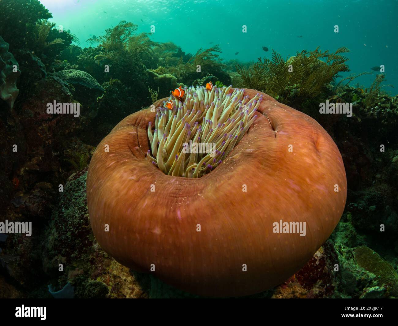 False clown fish, Amphiprion ocellaris, in a magnificent anemone, Pink ...
