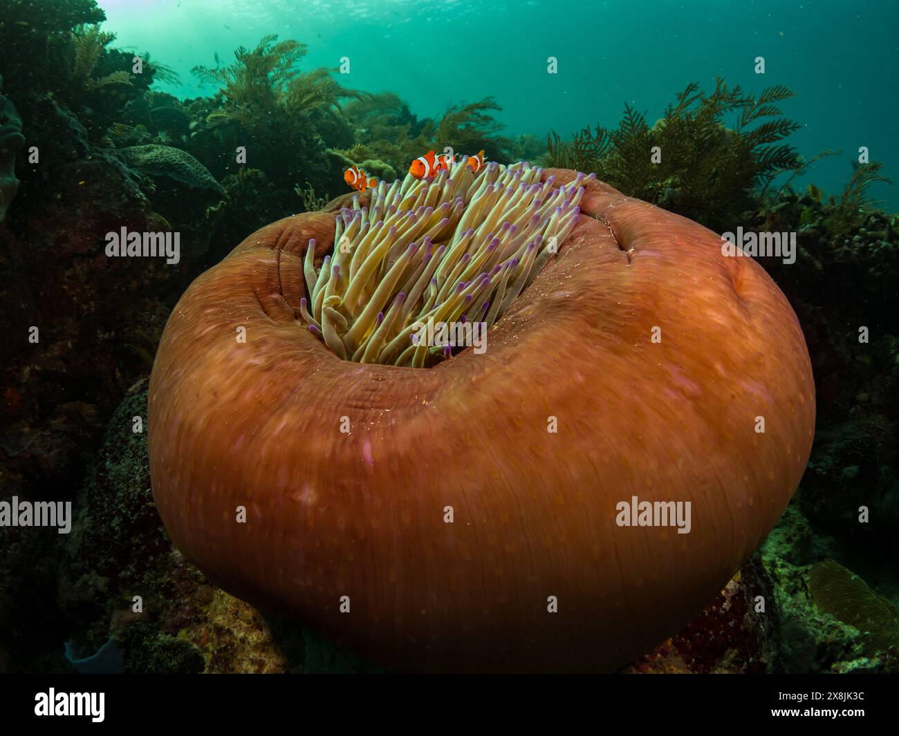 False clown fish, Amphiprion ocellaris, in a magnificent anemone, Pink ...