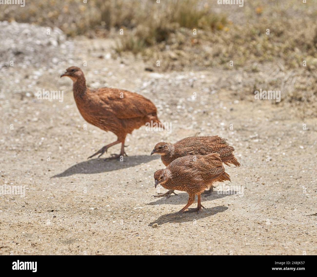Spurfowl, bird and nature with chick on ground for walk at sustainable ...