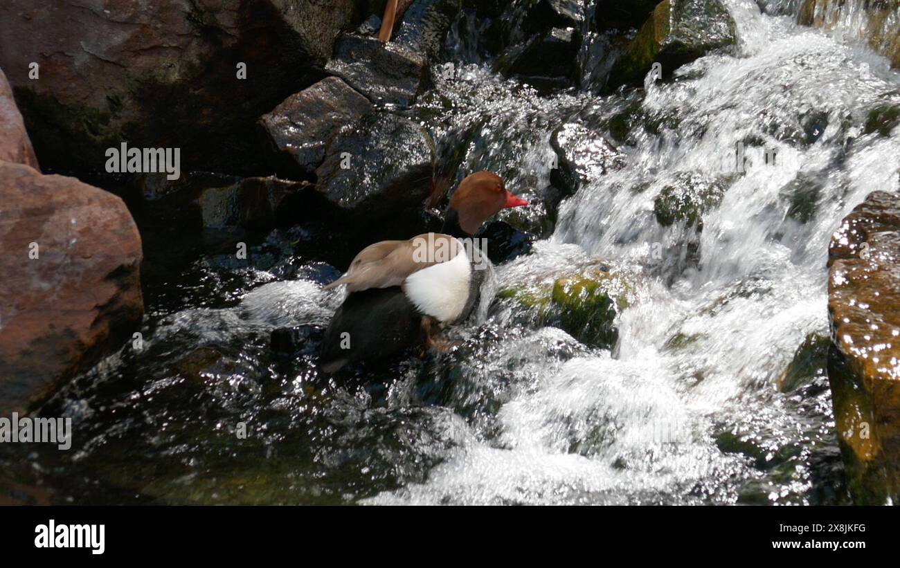 Las Vegas, Nevada, USA 15th May 2024 Duck at Wildlife Habitat at The ...
