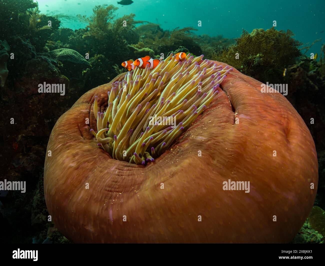 False clown fish, Amphiprion ocellaris, in a magnificent anemone, Pink ...