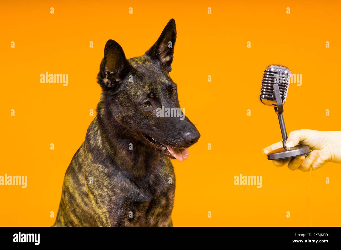 Dutch shepherd dog with microphone on red and yellow background Stock ...