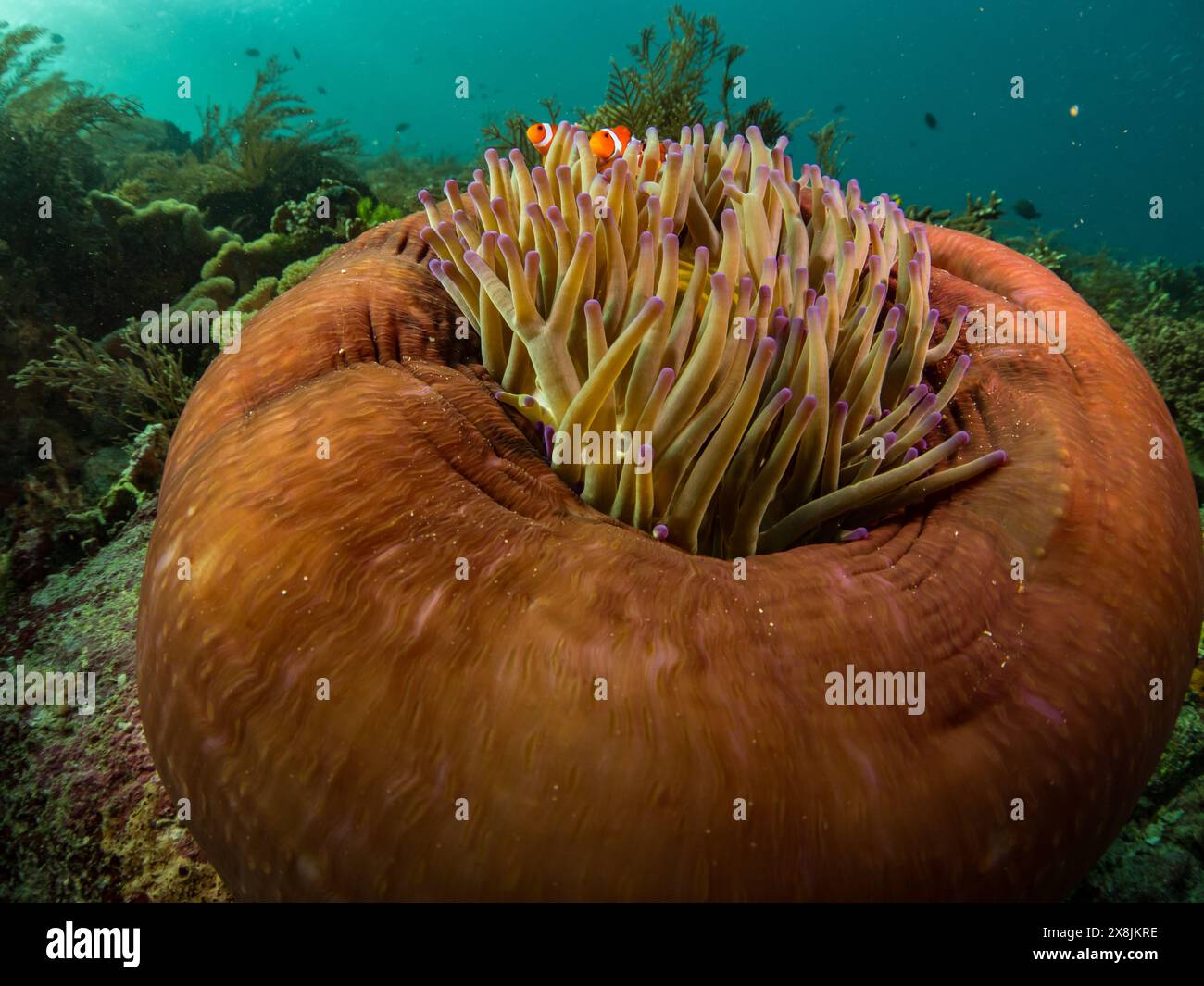 False clown fish, Amphiprion ocellaris, in a magnificent anemone, Pink ...