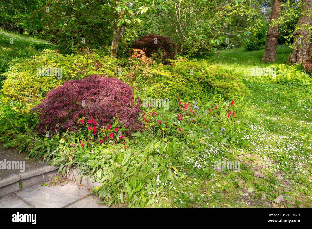Plants in springtime in part of the garden Dartington Hall estate ...