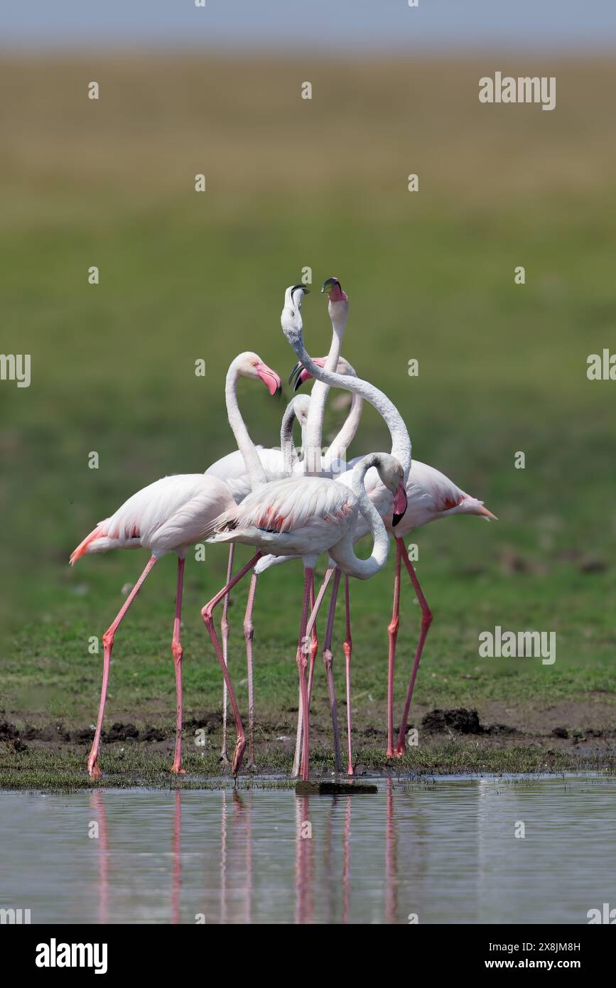 Greater flamingo flock in water with green background at Bhigwan heart ...