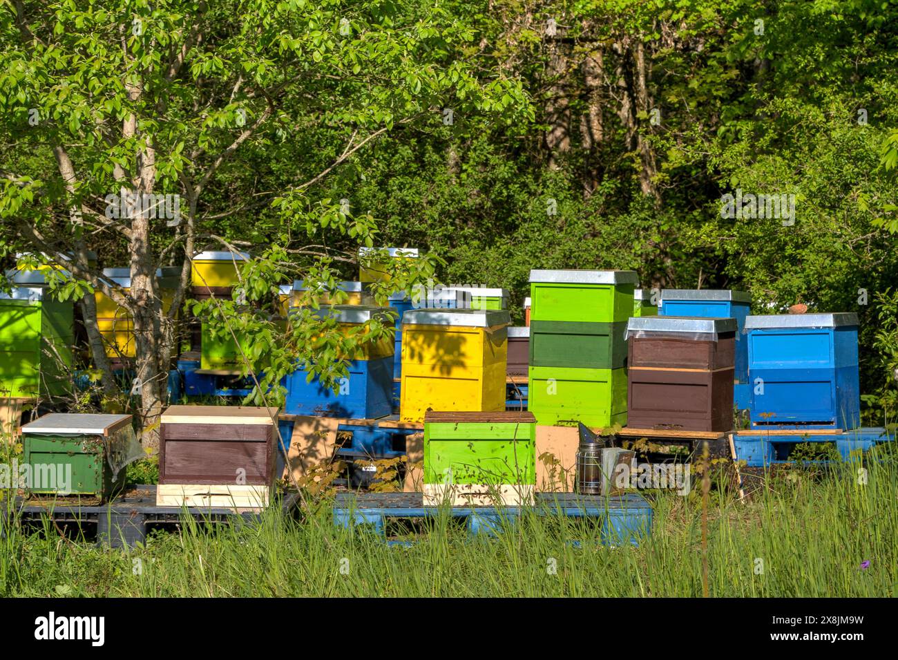 Colorful beehives line the forest edge. An idyllic scene of beekeeping ...