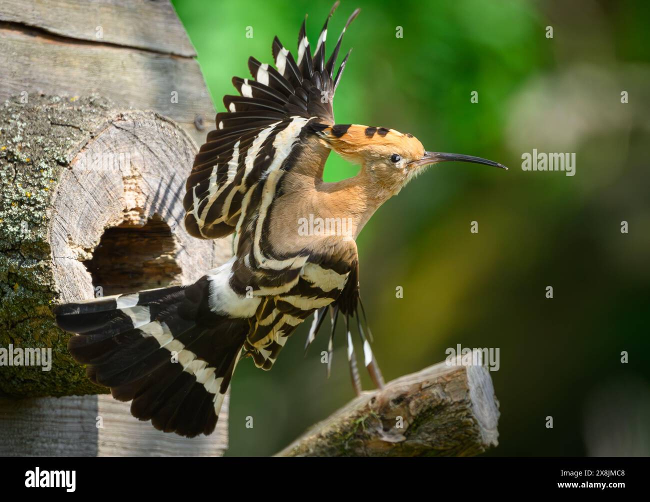 Lebus, Germany. 25th May, 2024. A hoopoe (Upupa epops) flies off from a ...