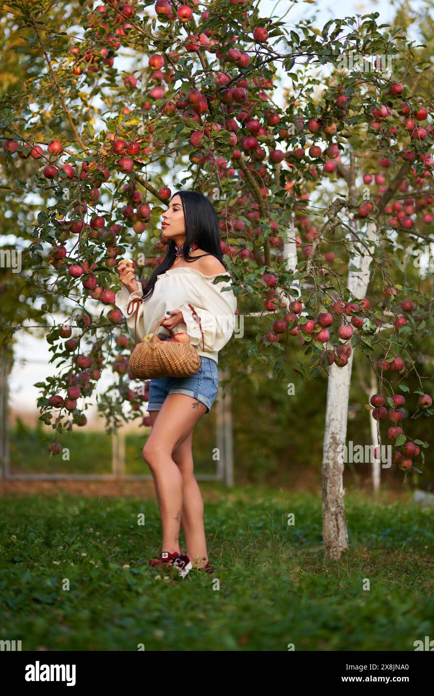 Attractive young woman wearing shorts, picking ripe apples in orchard ...