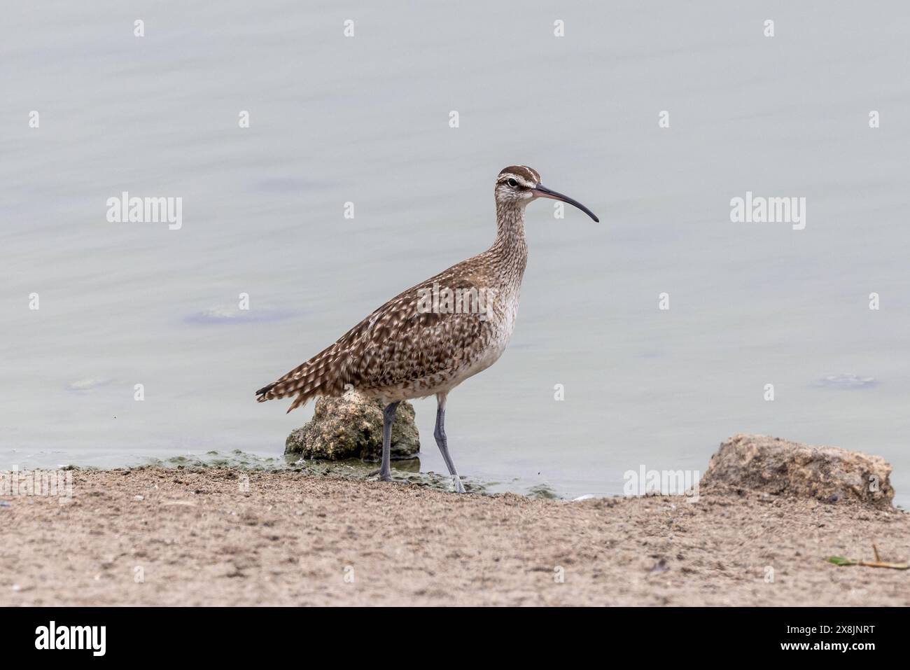 Hudsonian Whimbrel - Numenius hudsonicus - Pantanos de Villa Wildlife ...