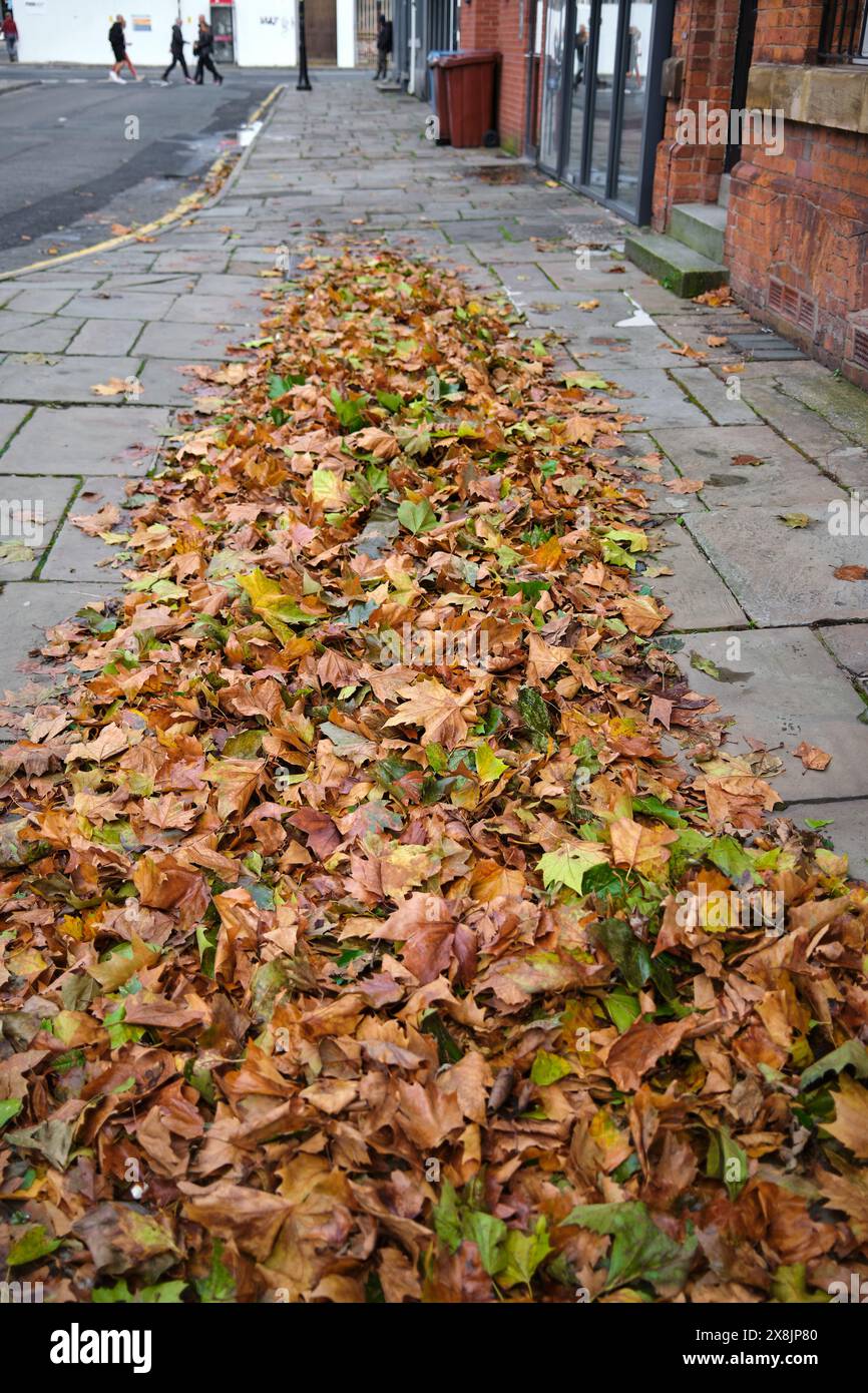A narrow sidewalk covered with colourful autumn leaves, creating a ...