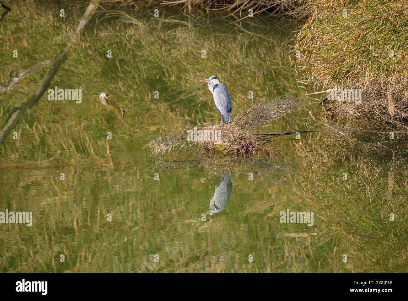 Naturaleza de la garza gris hi-res stock photography and images - Alamy