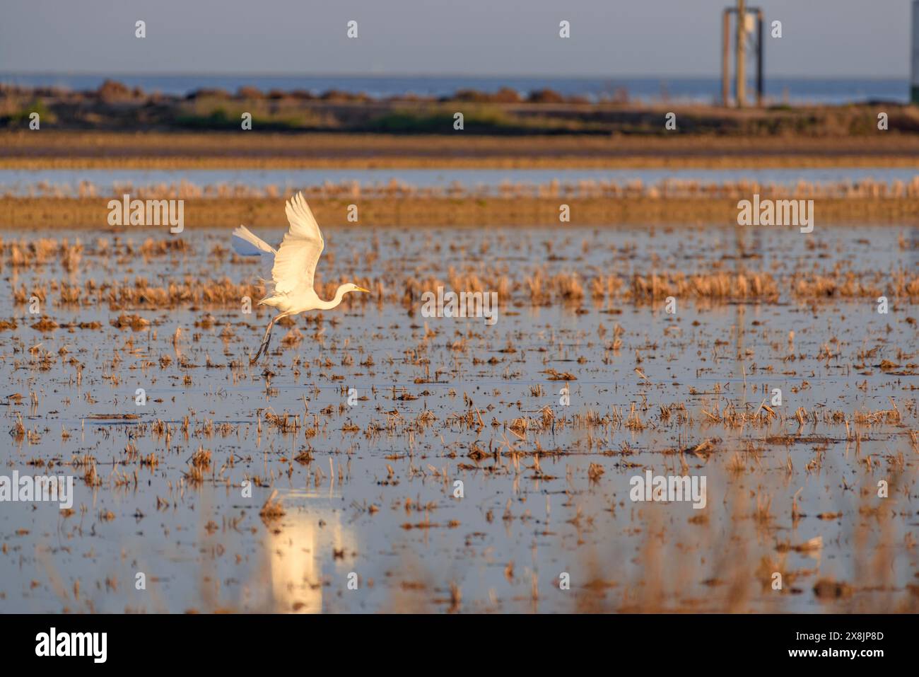 Garza en un campo hi-res stock photography and images - Alamy