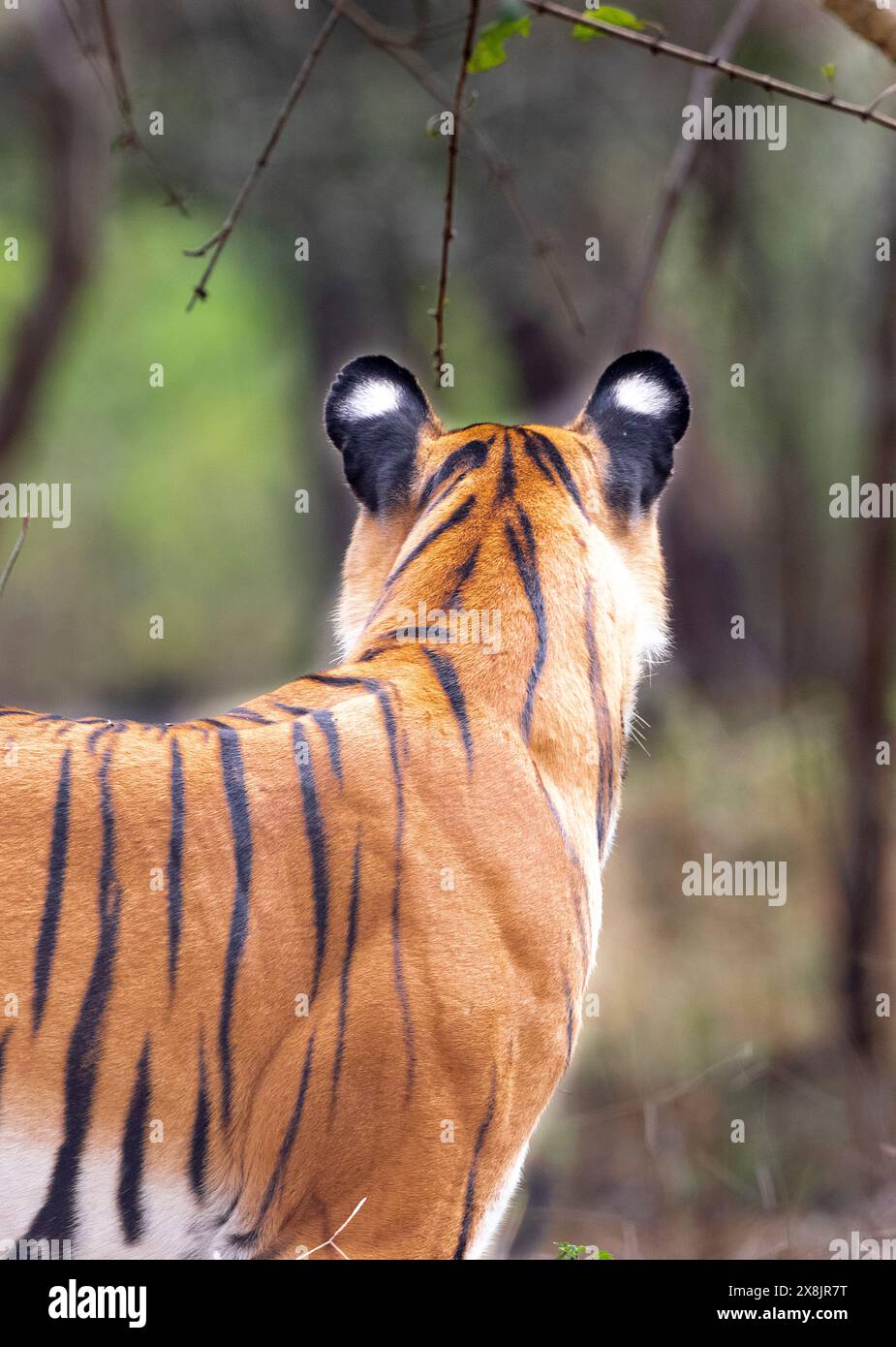 Rear view Bengala Tiger, Panthera tigris, in Kabini. India Stock Photo ...
