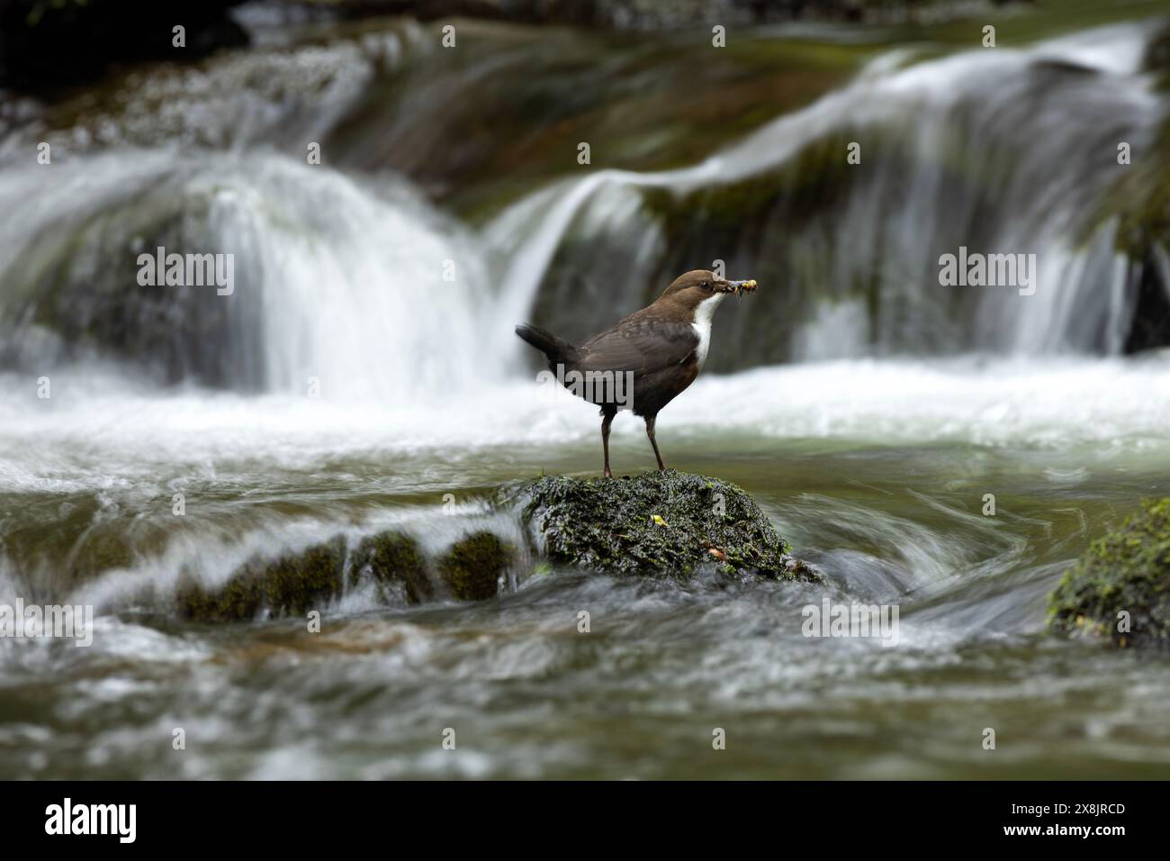 Dipper (Cinclus cinclus) hunting on a fast flowing river Stock Photo ...