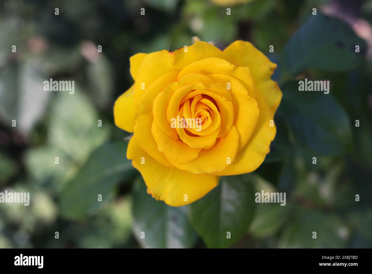 Blooming one bright yellow rose in the garden Stock Photo - Alamy