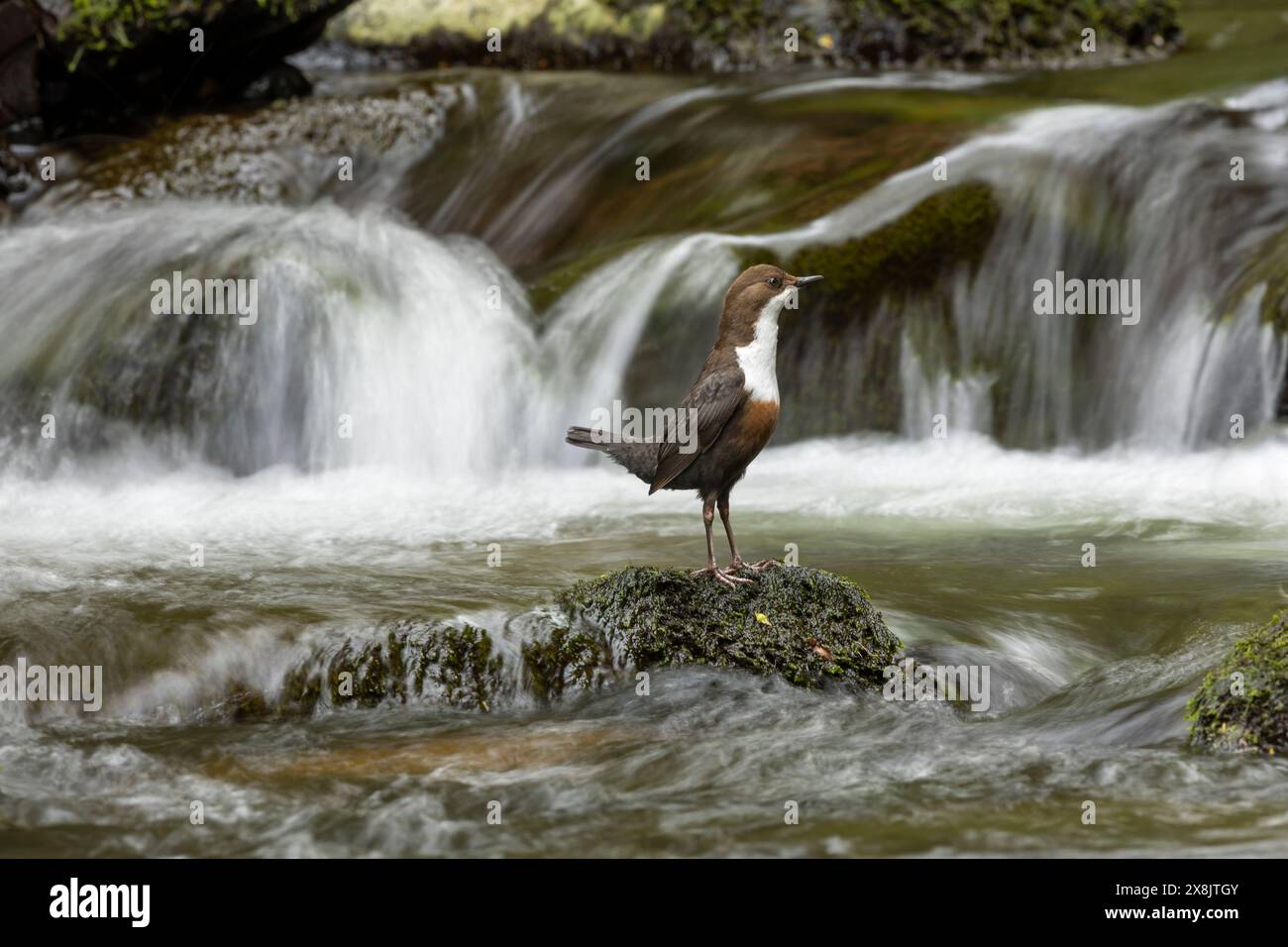 Dipper (Cinclus cinclus) hunting on a fast flowing river Stock Photo ...