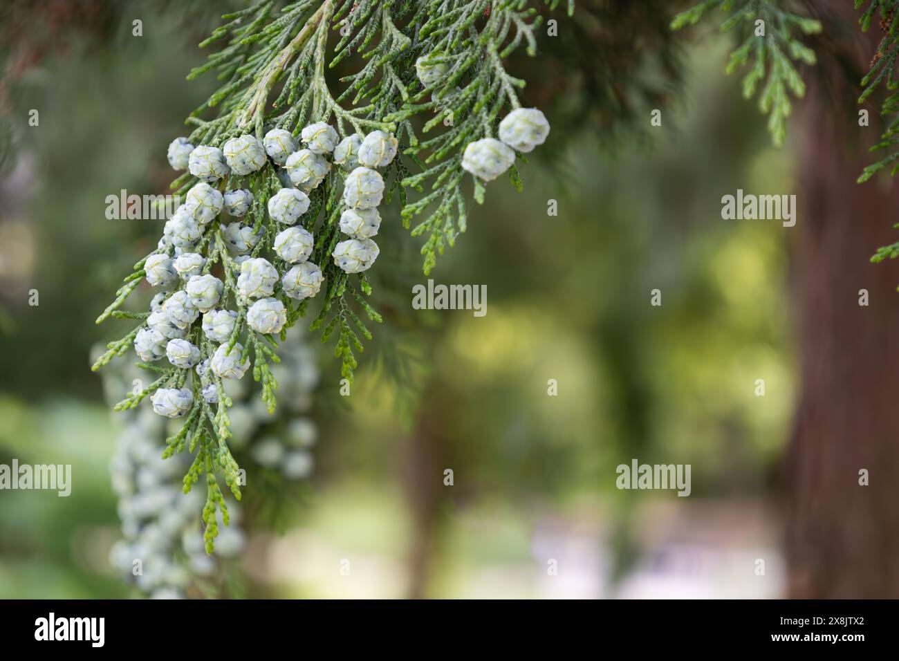 Young green female cones of Port Orford cedar. Lawson cypress. Branch ...
