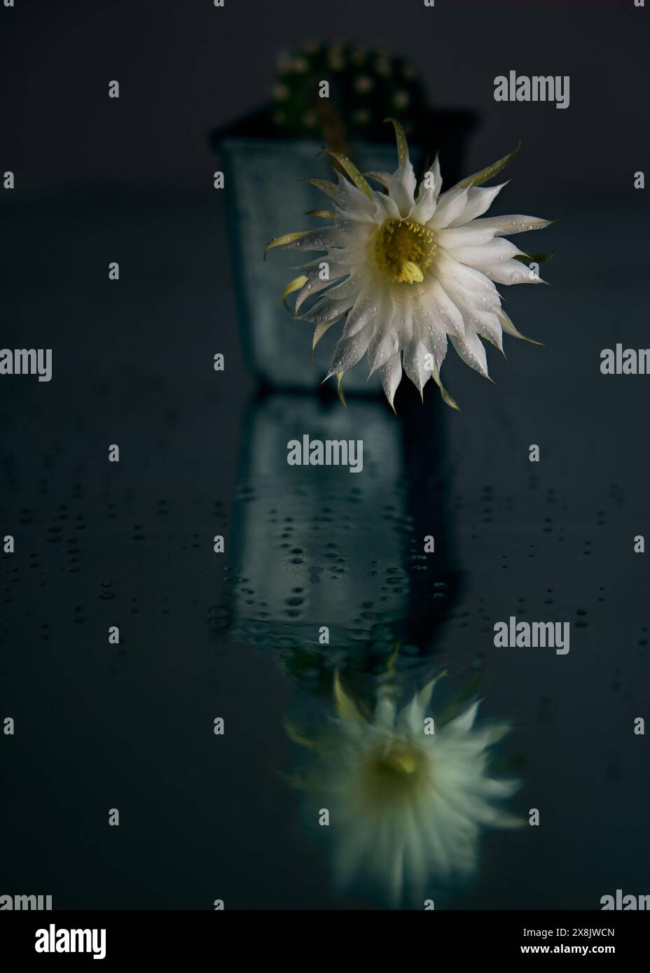 Flower of Astrophytum asterias with a drops of water, mirror reflection ...