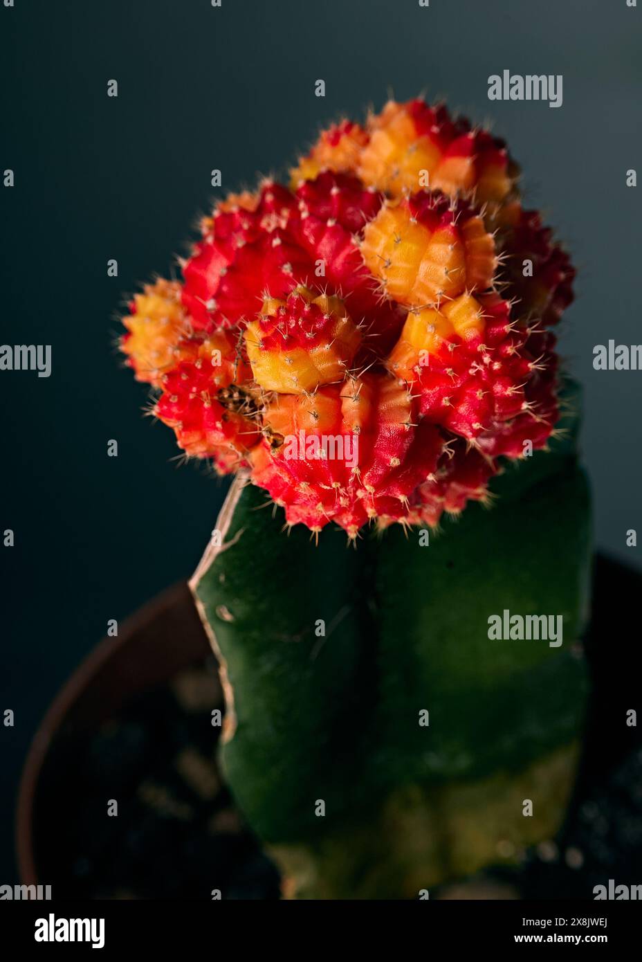 Gymnocalycium mihanovichii cactus. Red Gymno cactus isolated on blur ...