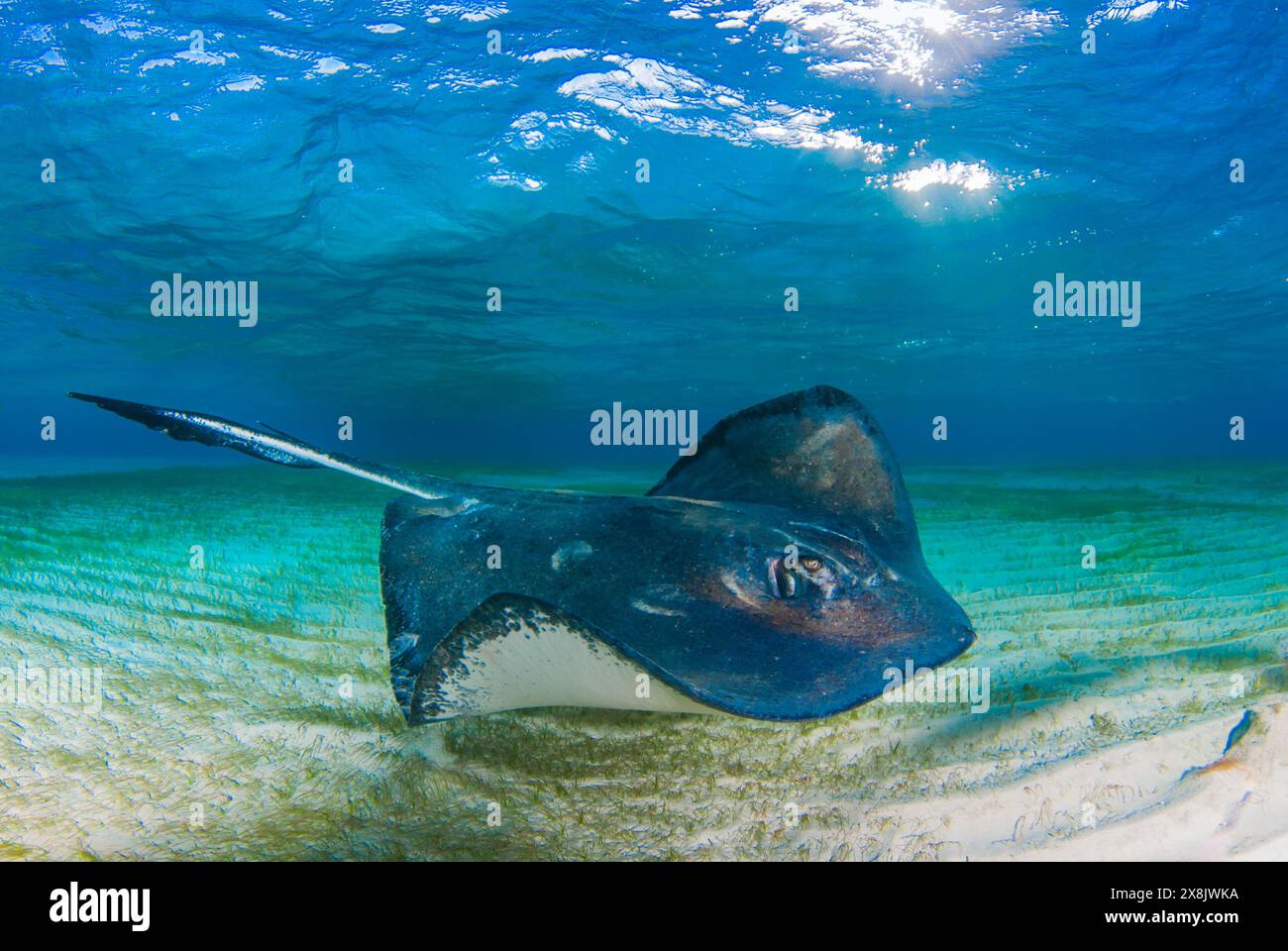 A southern stingray cruising the sand bar at Stingray City popular ...