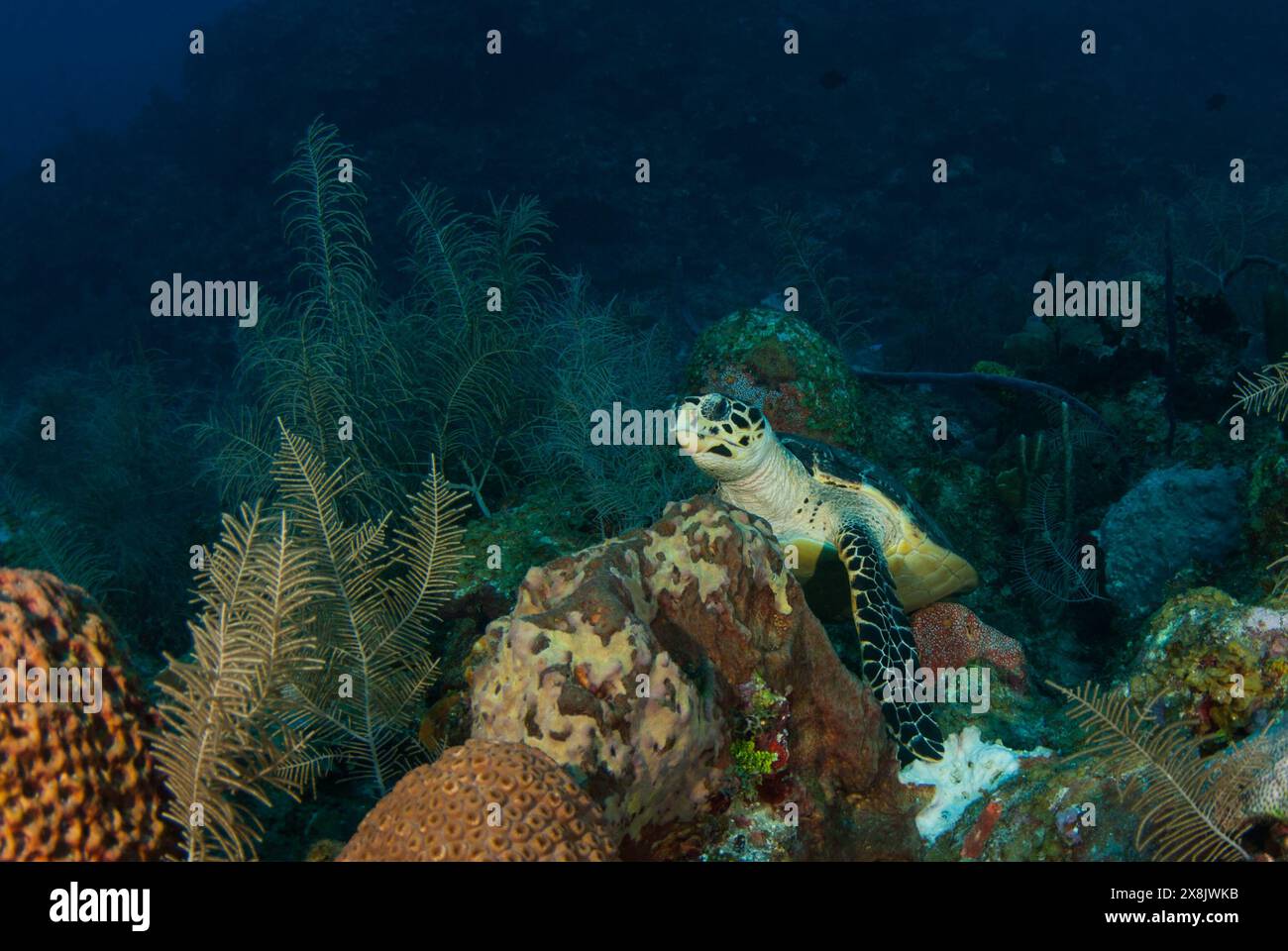 A Hawksbill Turtle Is At Home On The Tropical Reef In The Cayman a-hawksbill-turtle-is-at-home-on-the-tropical-reef-in-the-cayman