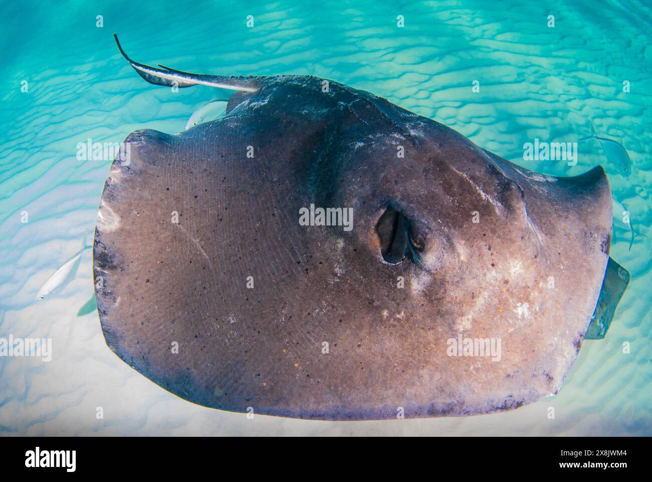 A southern stingray cruising the sand bar at Stingray City popular ...